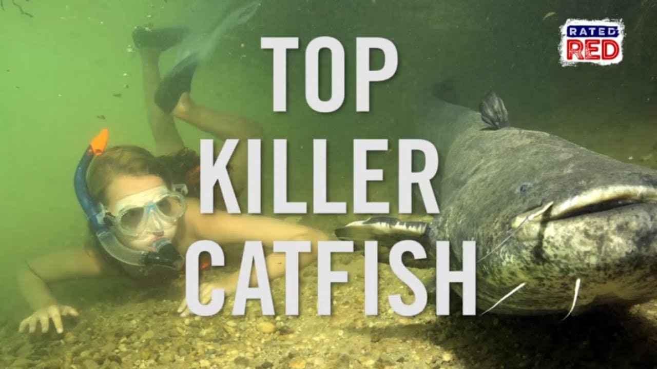5 Vicious Attacks On Birds by…Catfish?