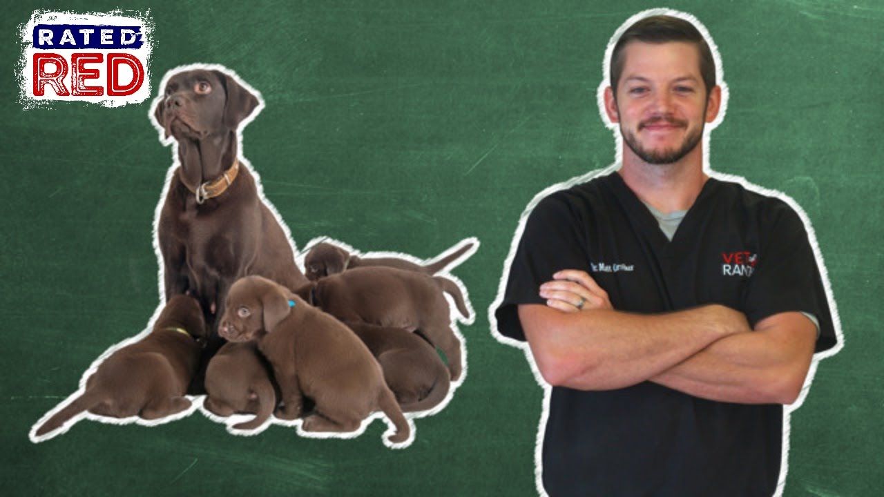 Pet 101: Doberman Case Study Insights