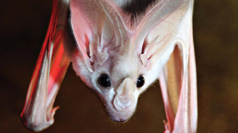 Cave trespassers spook carnivorous ghost bats into abandoning babies