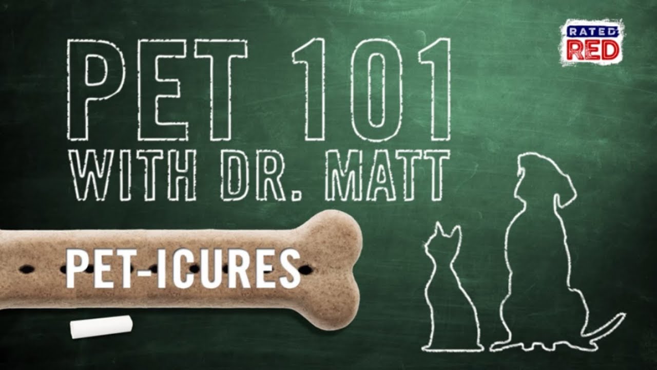 Pet 101: How to Safely Trim Your Dog or Cat’s Nails