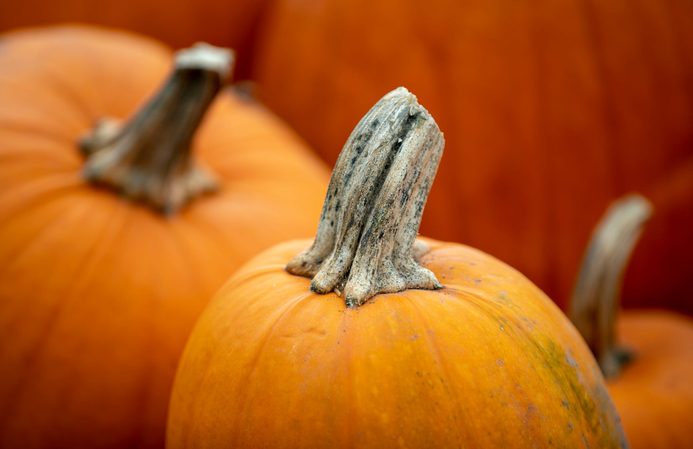 Fall is almost here. Get your pumpkins at these Indiana orchards and ...