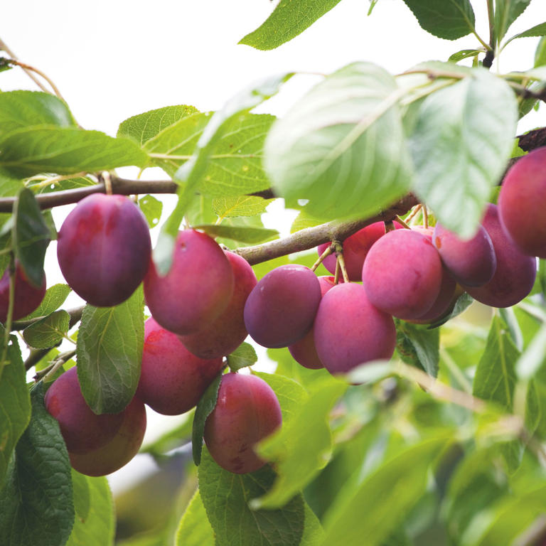 5 easiest fruit trees to grow for low-effort harvests year after year