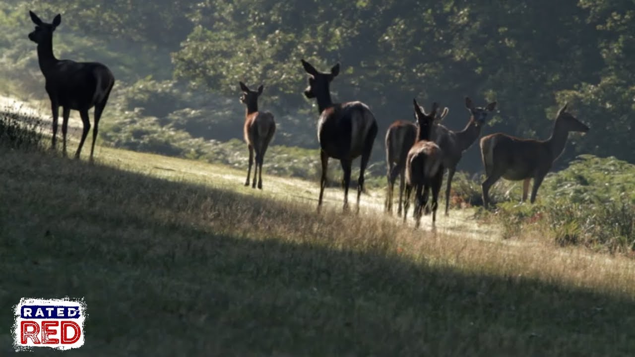 Why This Year’s Deer Hunting Season Could Disappoint You