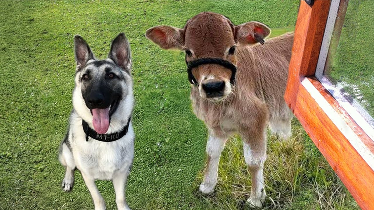 Dog Brings Home an Unlikely Non-Dog Friend