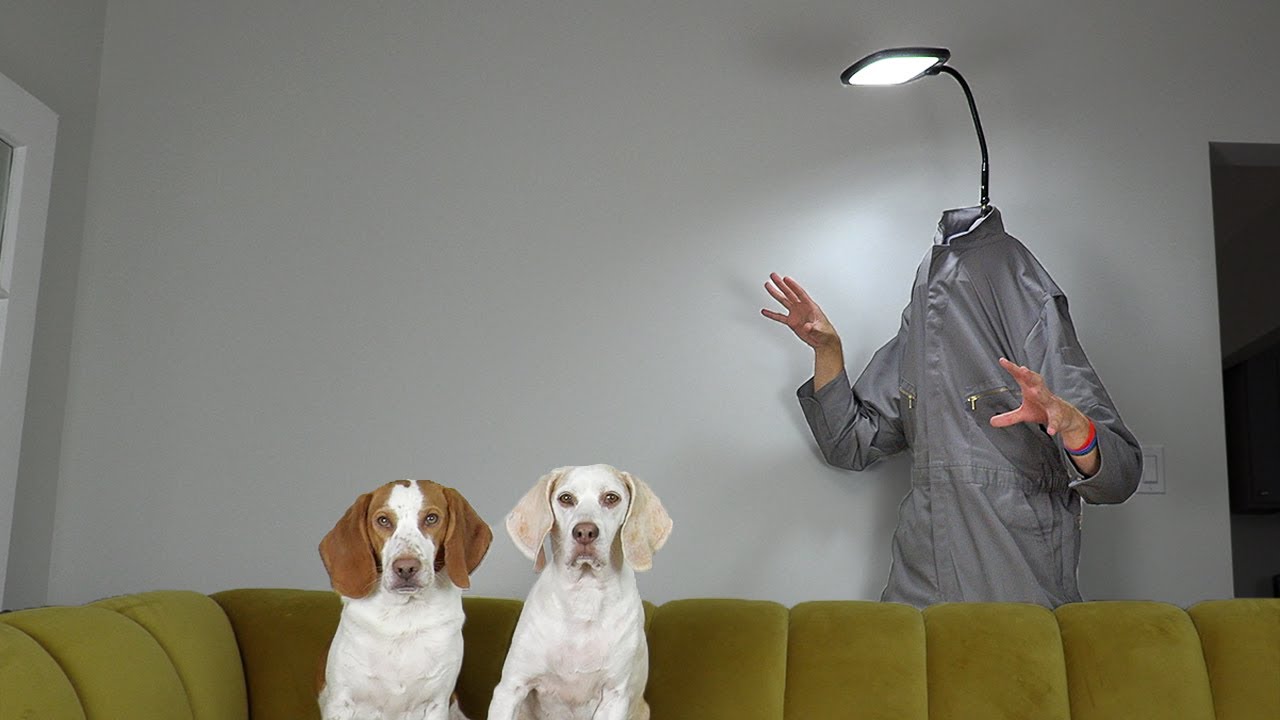 Dogs meet Light Head in hilarious real-life prank
