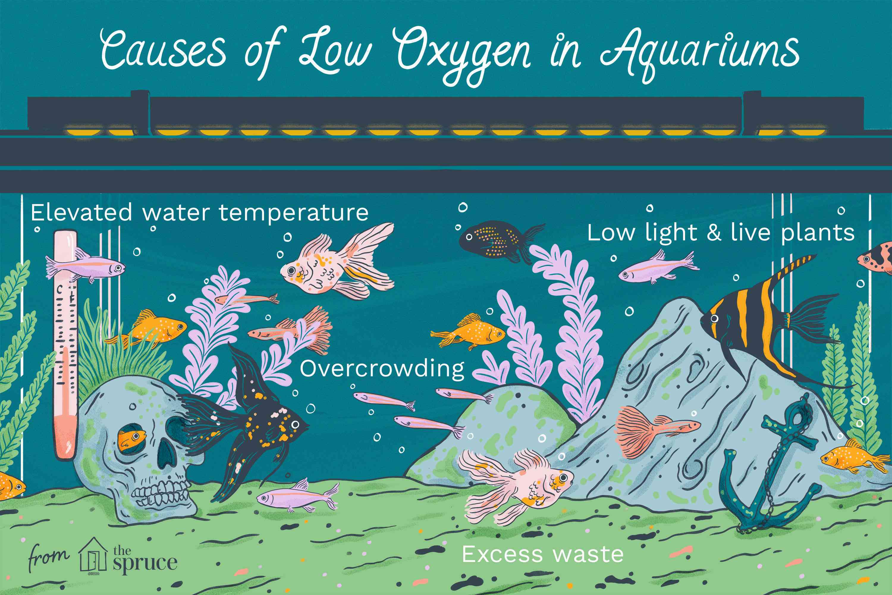 6 causes of low oxygen and ways to increase oxygen in a fish tank