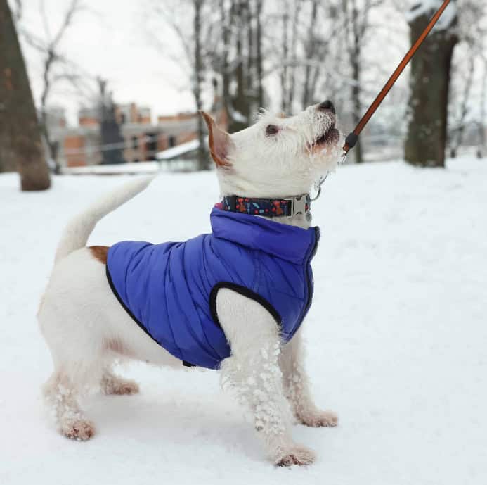 Healthy paws: 9 tips to protect your dog from winter dangers