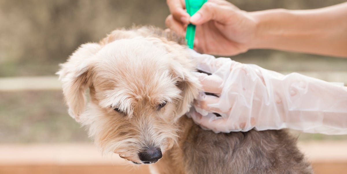 Everything You Need to Do to Get Rid of Fleas in Your Home