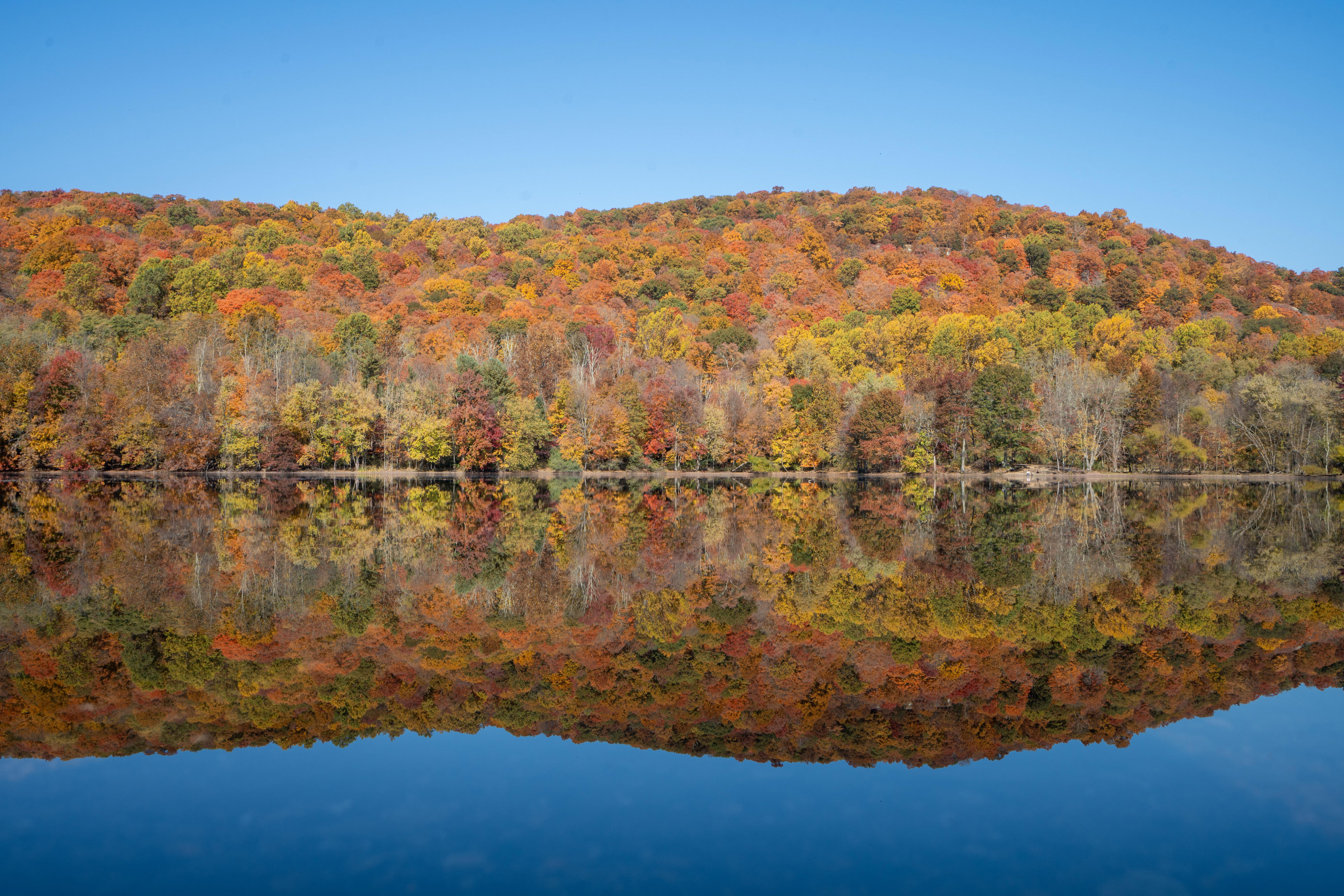 Fall foliage forecast: Here's when and where you can see fall leaves in ...
