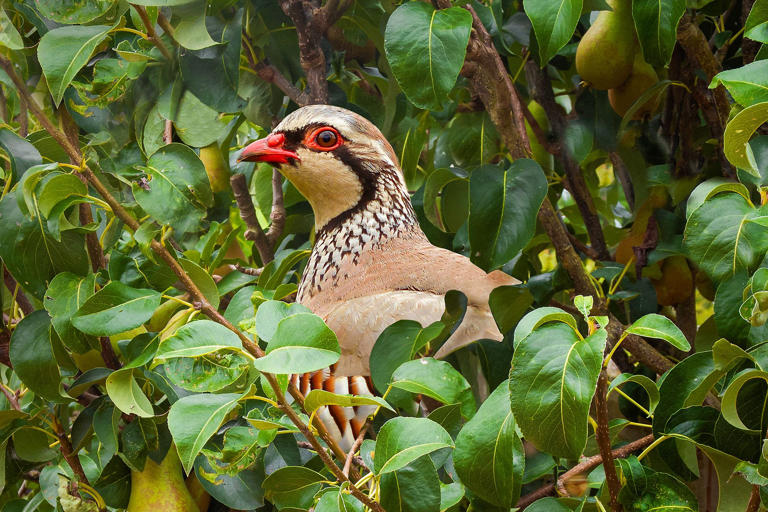 What Are the 12 Days of Christmas, and What Do They Mean?