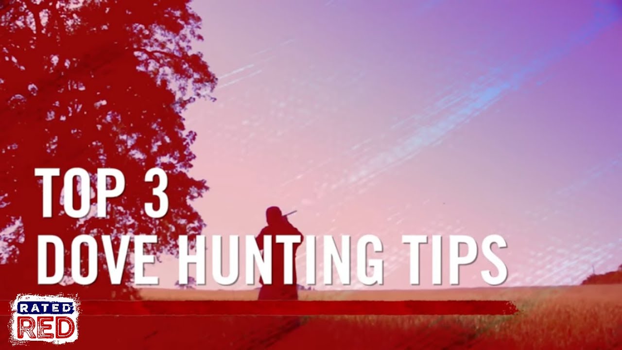 Top 3 Tips for Successful Dove Hunting