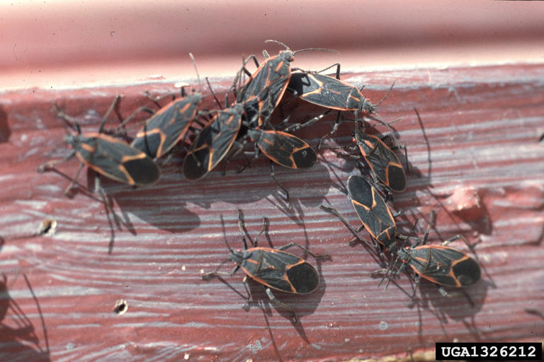 Meet the boxelder bug, an insect trying to invade your home this fall