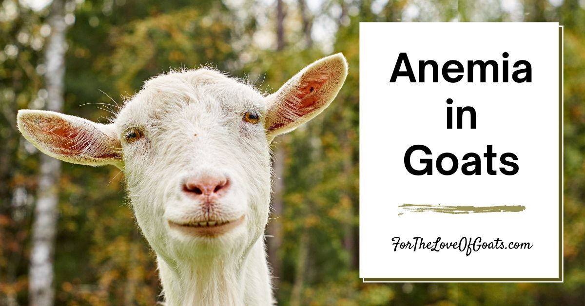 Anemia in Goats