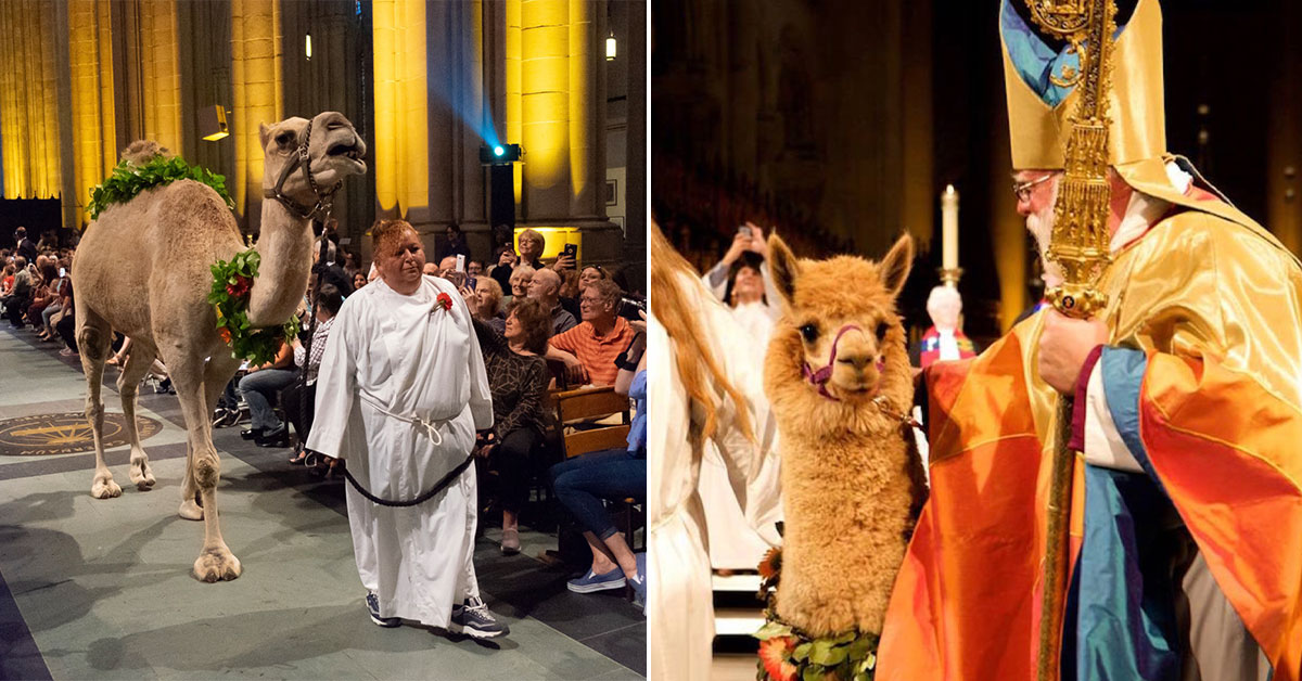 42 Holy Animals That Have Been Blessed by The Lord