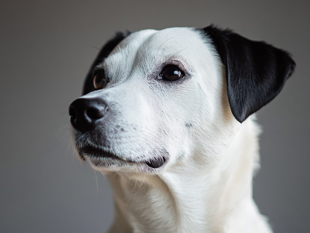See Snoopy, Charlie Brown, & crew in real life