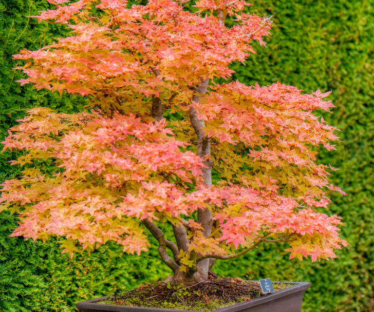 Best dwarf trees for compact spaces – 5 unusual species to transform ...