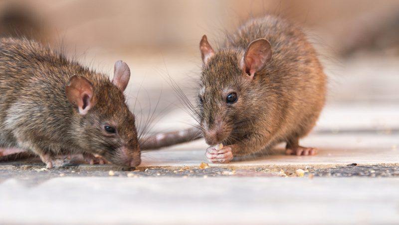 Rat population increases linked to climate change: Study