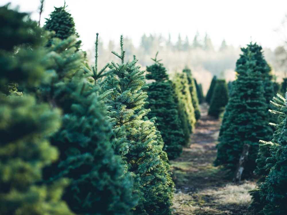 This is the Best Time to Buy a Christmas Tree in Canada