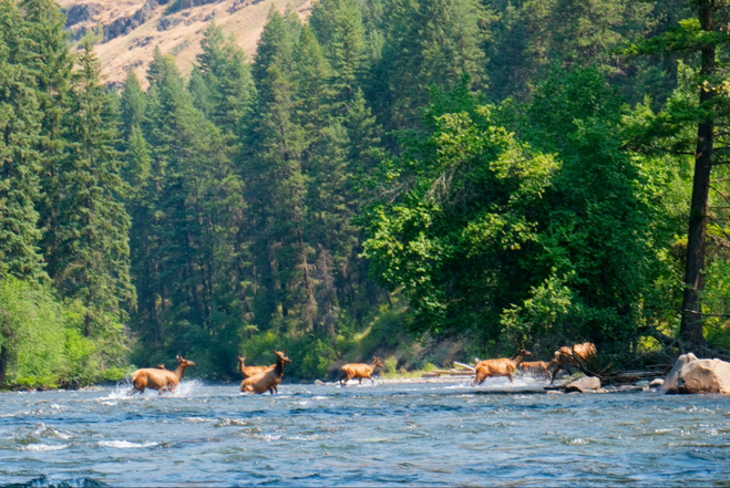 Minam River Back Country Adventures with Go Wild!