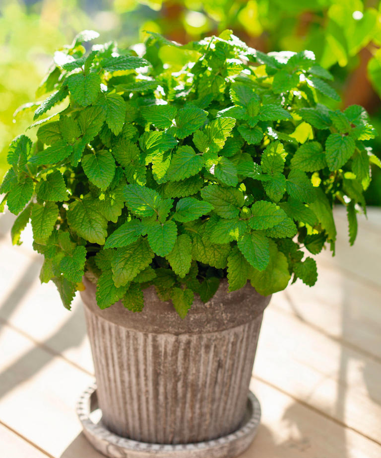 5 beautiful container plants with an unexpected benefit – they'll keep ...