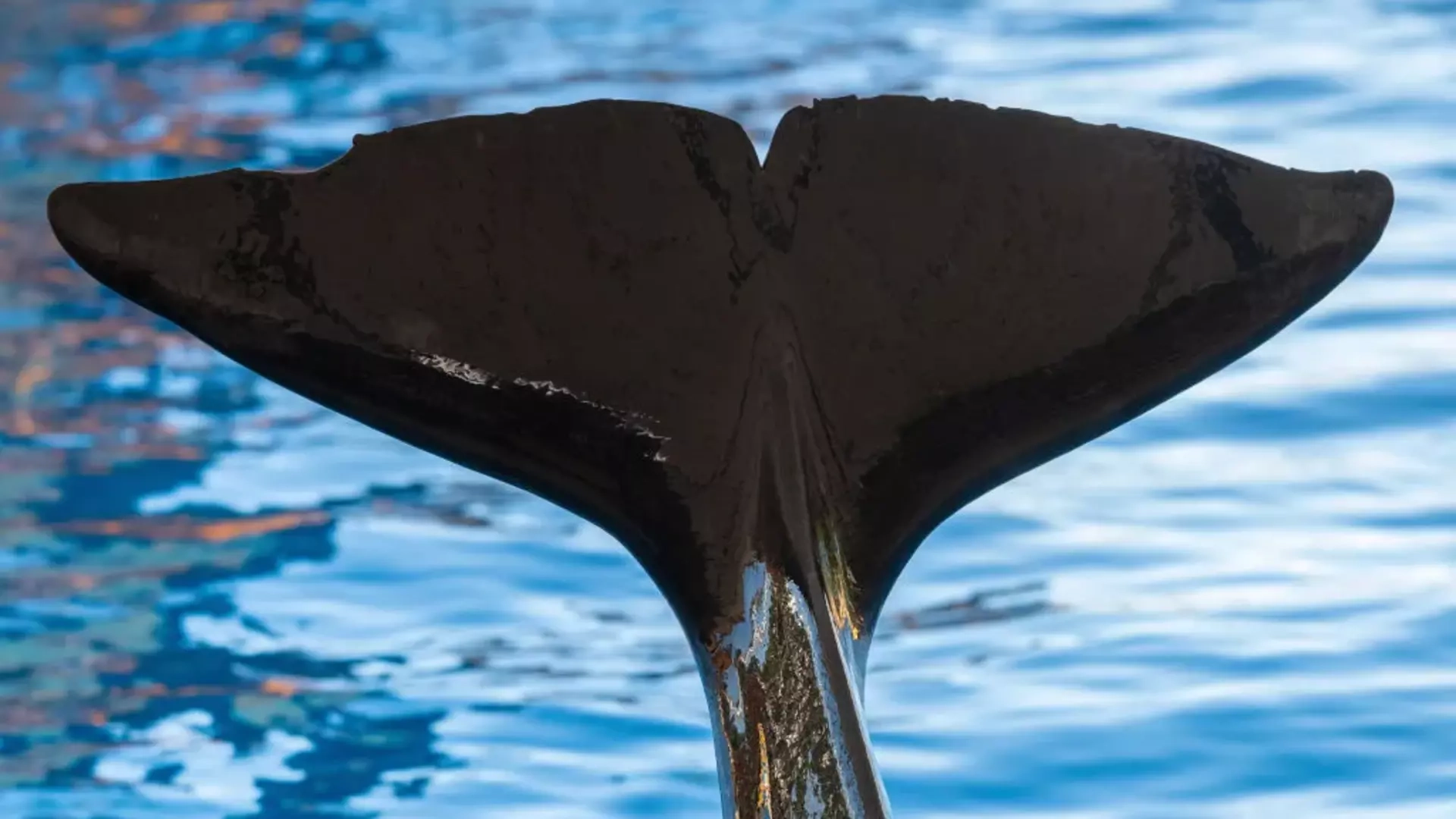 Bitcoin Whale Population Reaches Highest Tides Since January 2021 Bitcoin Whale Population Reaches Highest Tides Since January 2021