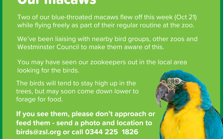 Missing macaws: Urgent hunt for critically endangered parrots escaped ... Missing macaws: Urgent hunt for critically endangered parrots escaped ...