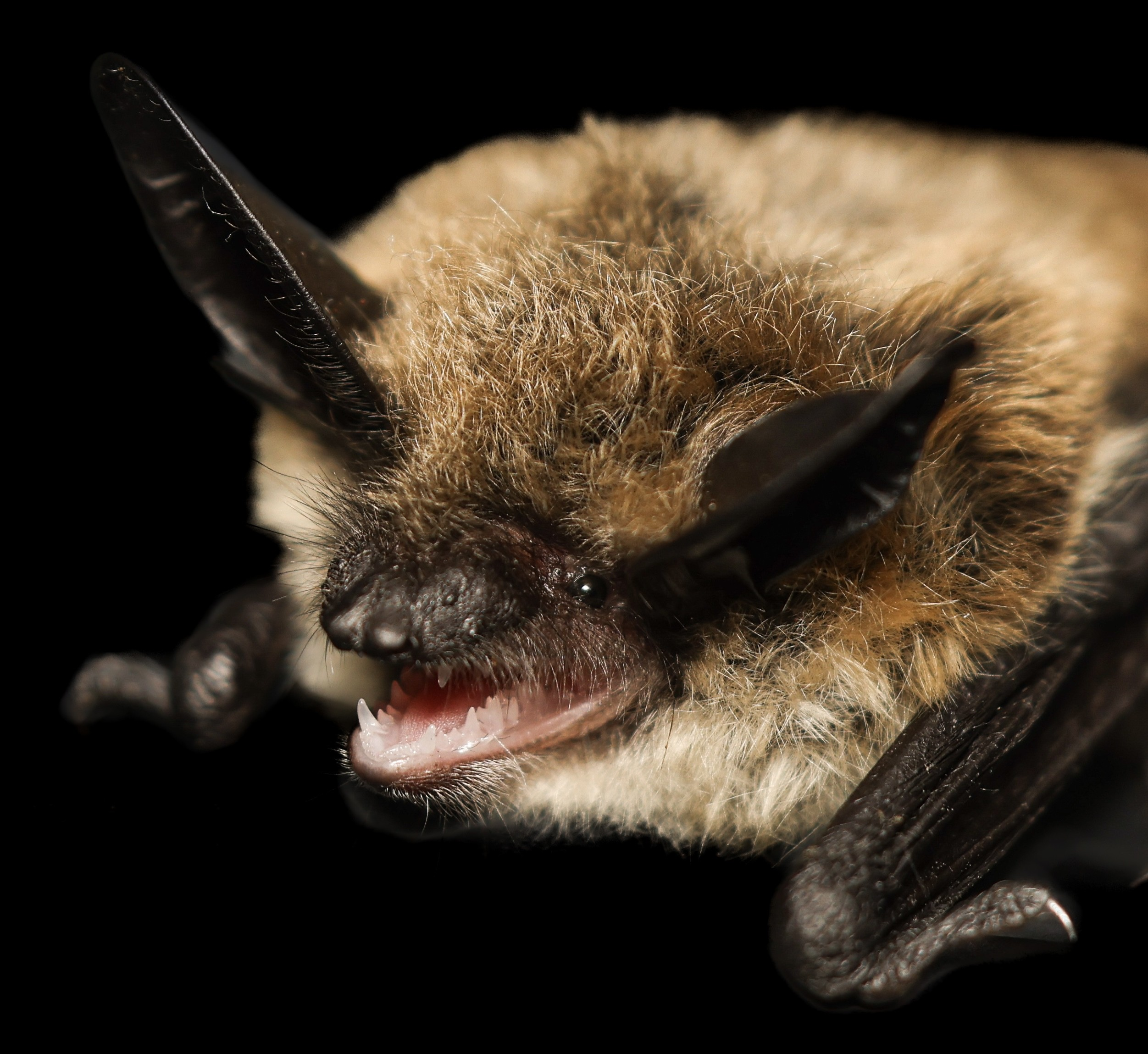 Rabid bat found in Douglas County, Oregon's fourth case in 2026