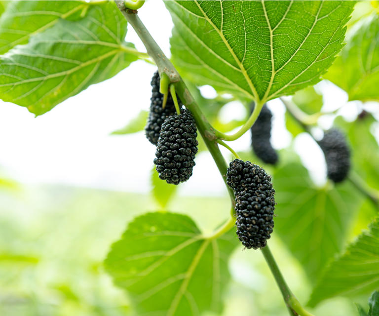 How to grow mulberry trees in pots – to transform small spaces with ...