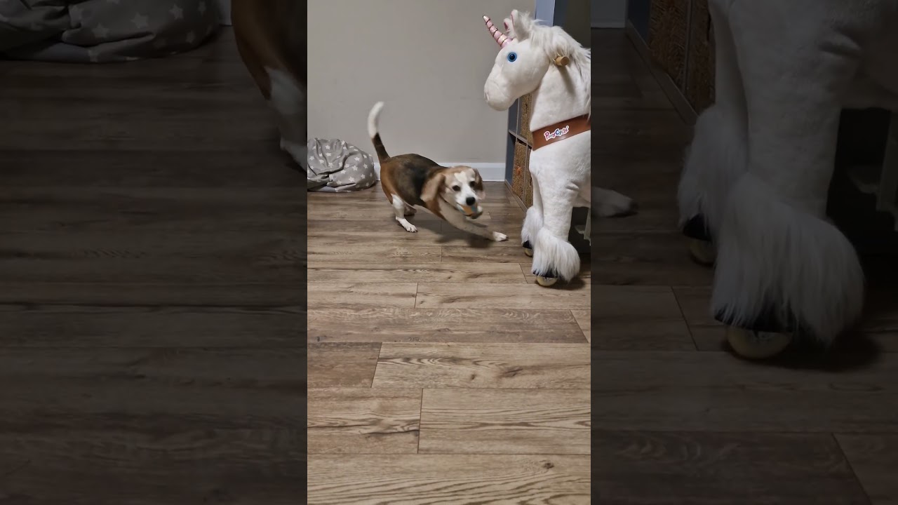 New Toy? Beagle Goes Wild Instantly