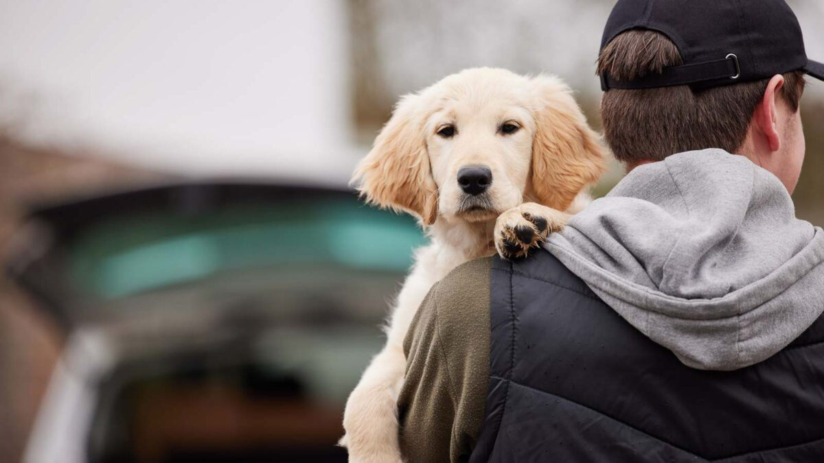 These 10 Dog Breeds Are The Top Targets For Thieves These 10 Dog Breeds Are The Top Targets For Thieves