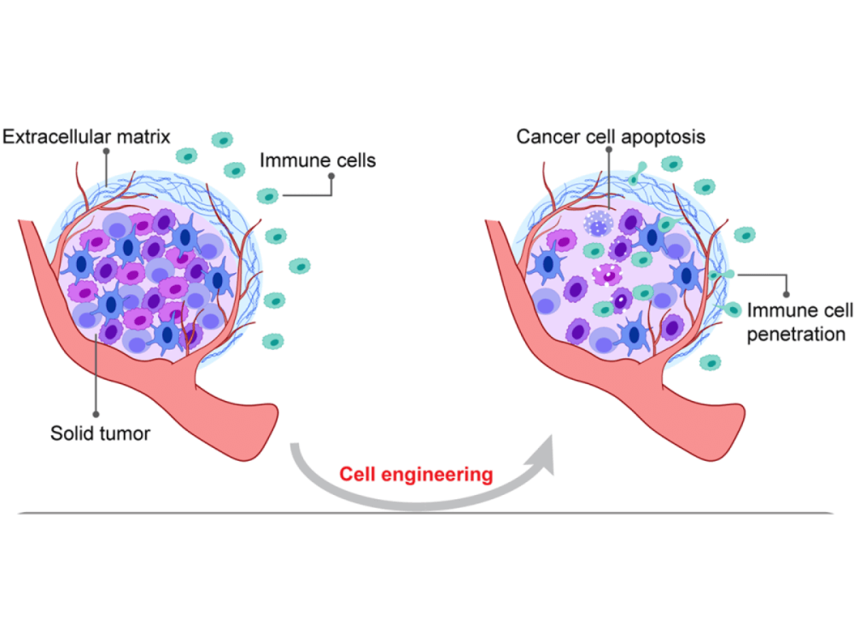 Scientists create ‘light switch’ for immune cells programmed to kill cancer Scientists create ‘light switch’ for immune cells programmed to kill cancer