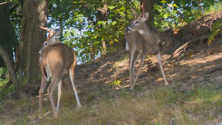 DNR hopes new firearm season, rules will help control Michigan's deer ... DNR hopes new firearm season, rules will help control Michigan's deer ...