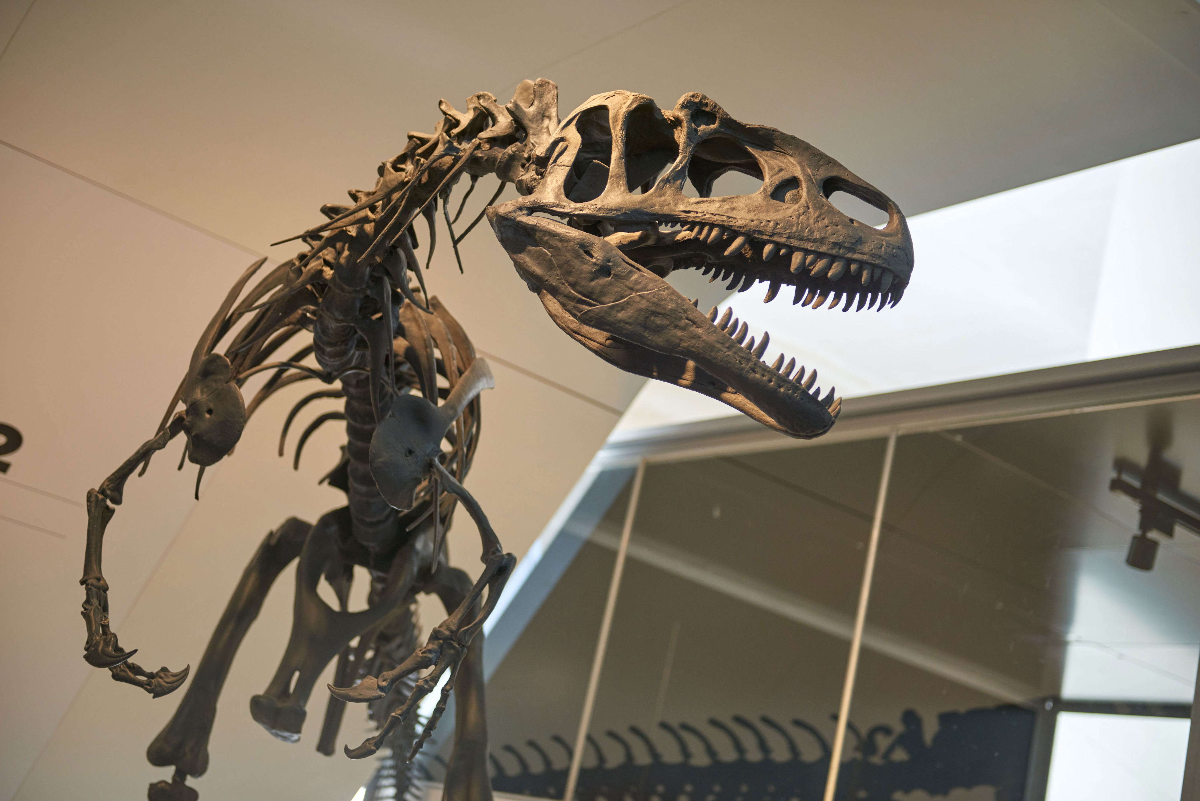 Landmark Discovery: Dinosaur Fossils Discovered in Hong Kong for First ... Landmark Discovery: Dinosaur Fossils Discovered in Hong Kong for First ...