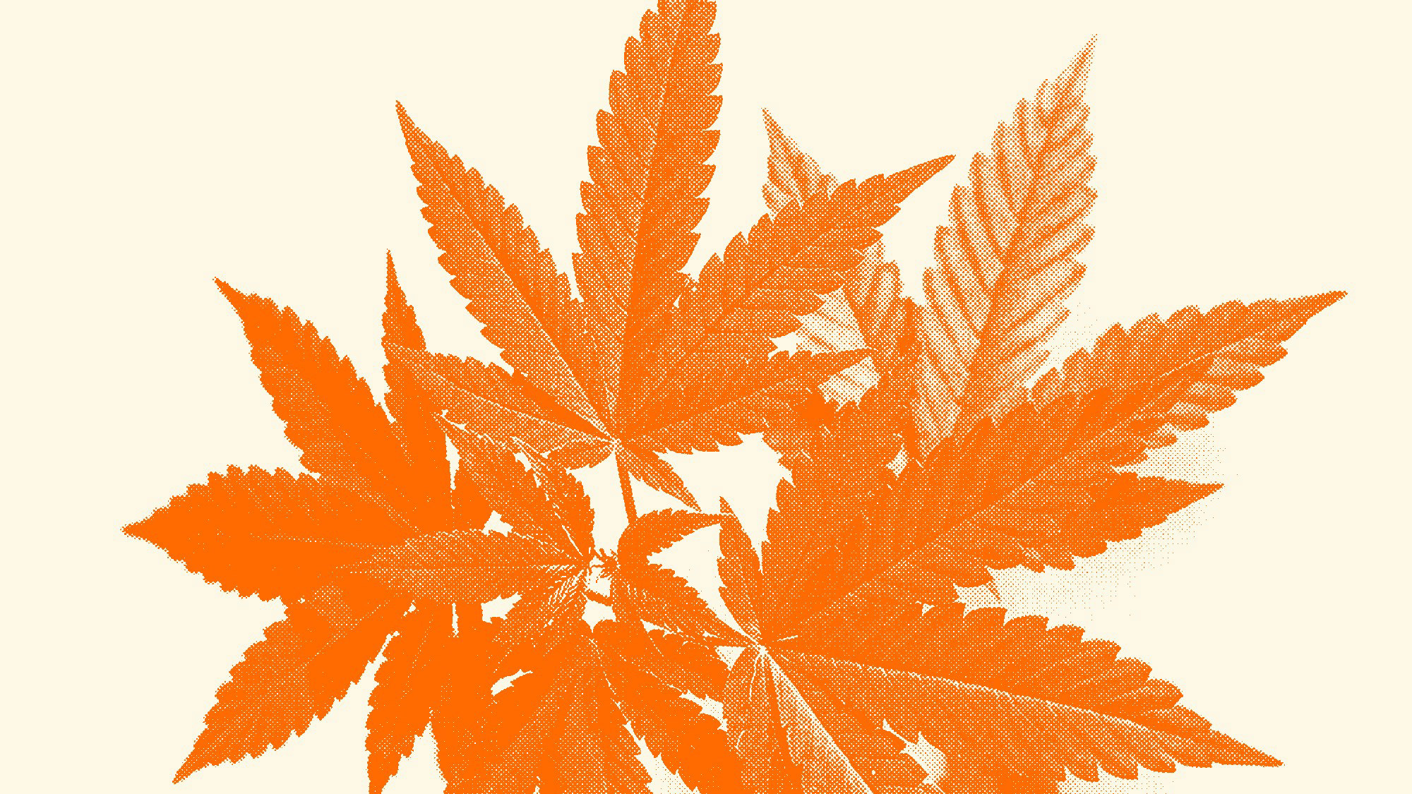 America’s Shifting Attitudes Toward Marijuana America’s Shifting Attitudes Toward Marijuana