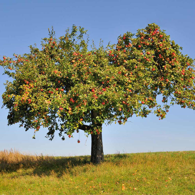 How to grow an apple tree – enjoy rich harvests of delicious fruit for ...