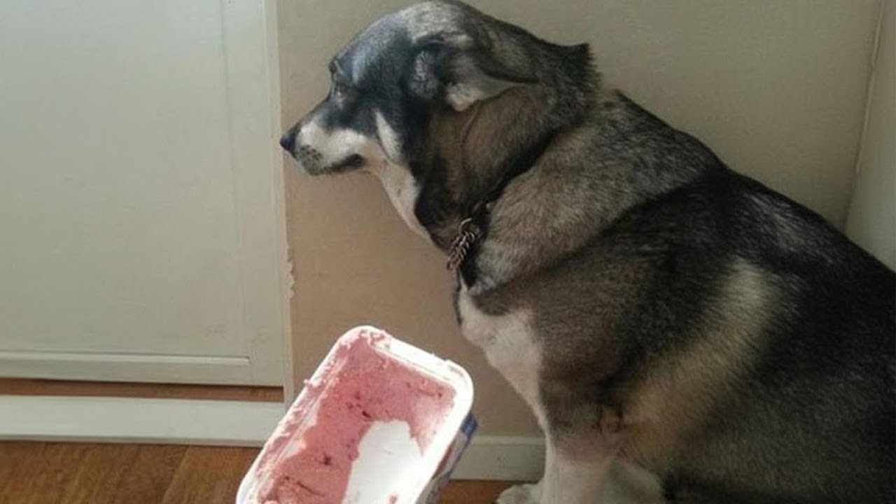 Dog Knows Exactly What He Did in Guilty Clip