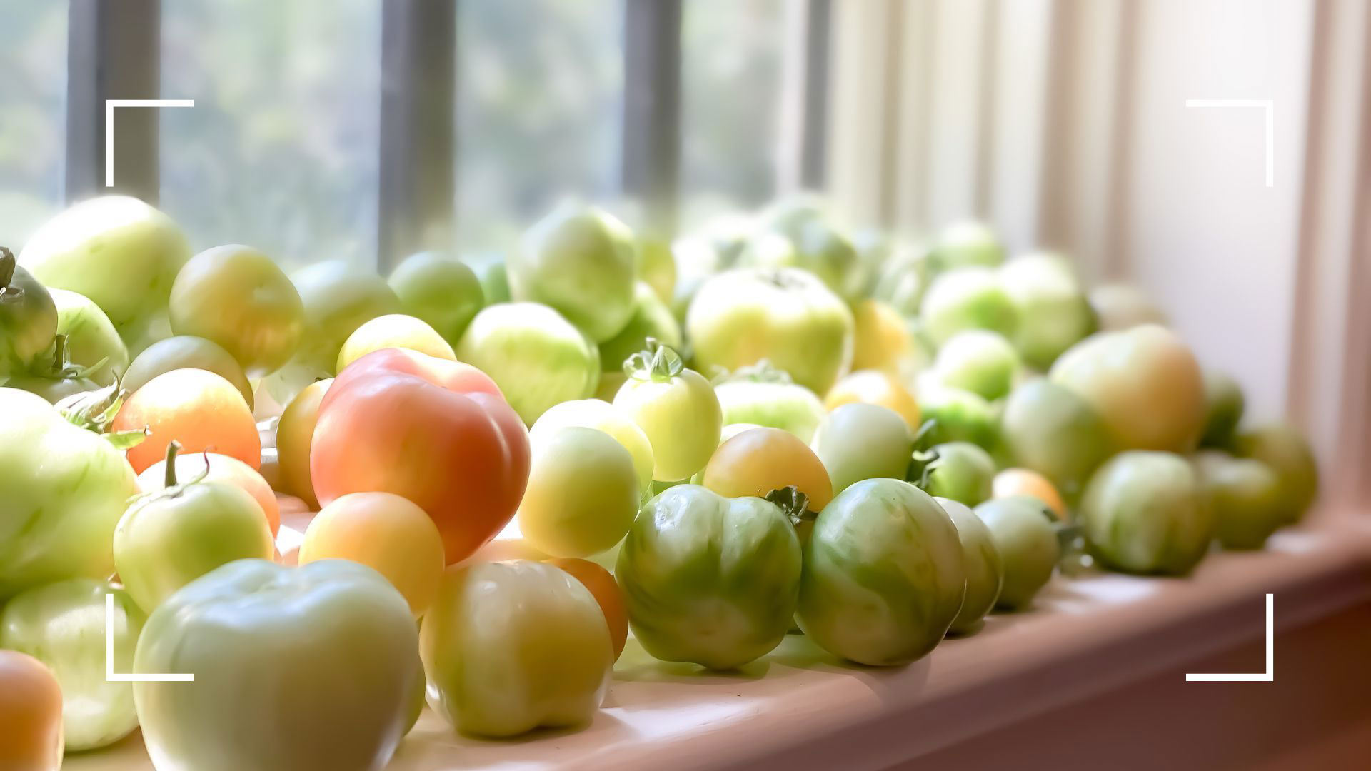 Gardening experts share the secrets to ripening stubborn green tomatoes Gardening experts share the secrets to ripening stubborn green tomatoes