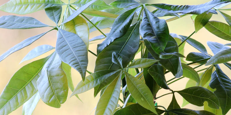 How to Care for a Money Tree the Right Way