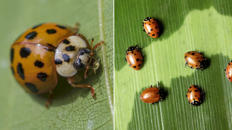 This 'ladybug' invasion stinks. These bugs bite, want to winter in your ...