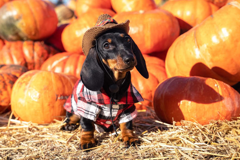 These Halloween-Themed Dog Names Are Pawsitively Spooky