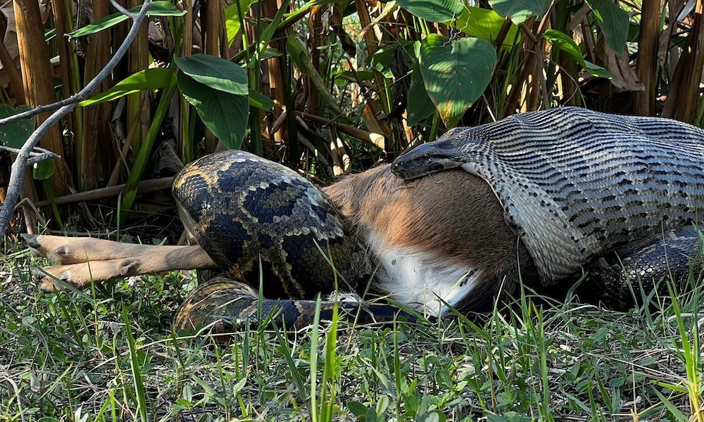 Burmese pythons in Florida digest prey, including skeletons. Here's how