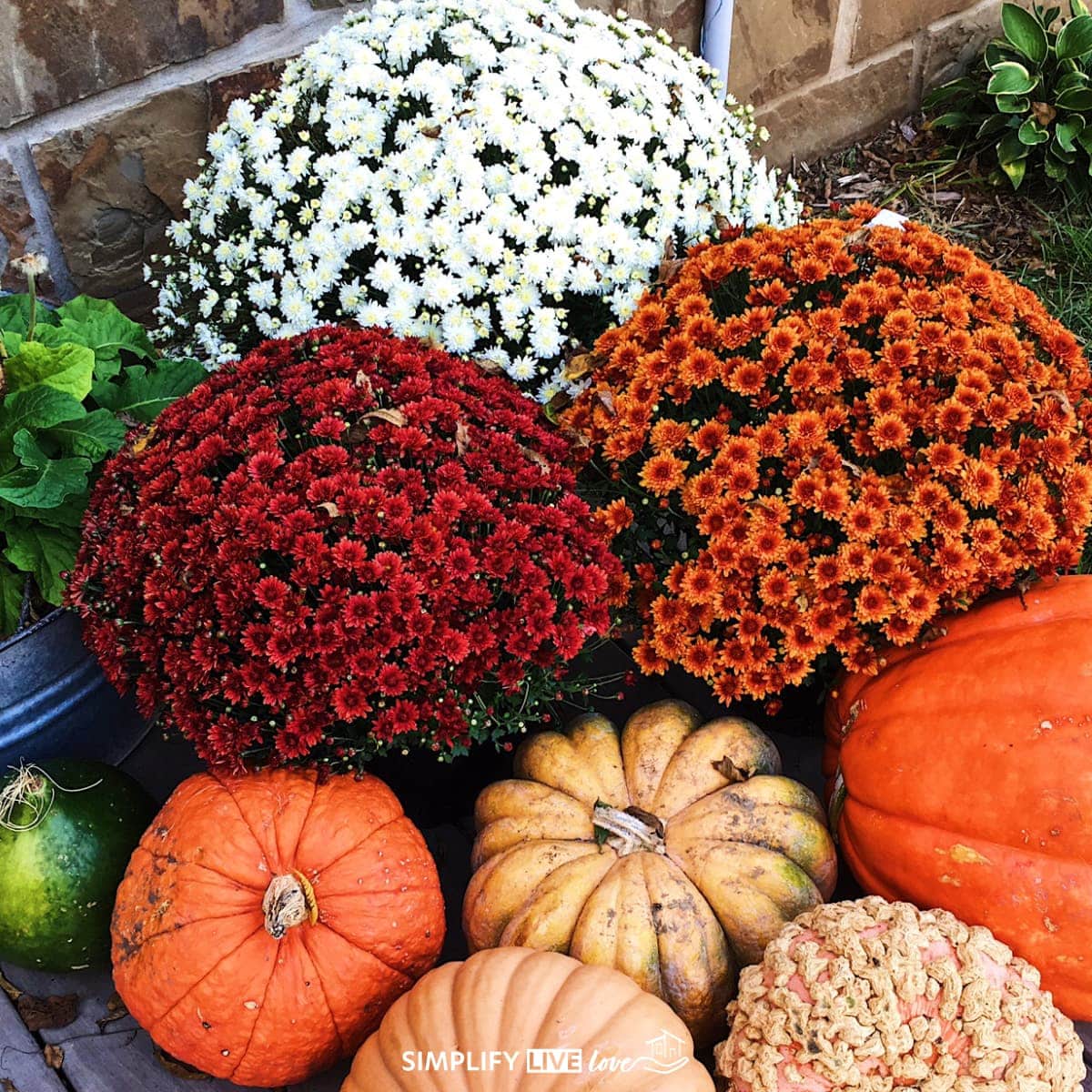 Why Mums Die So Quickly (and the Odd Tricks That Keep Them Blooming)