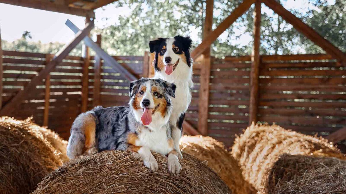 15 Best Dog Breeds For Every Farm Task
