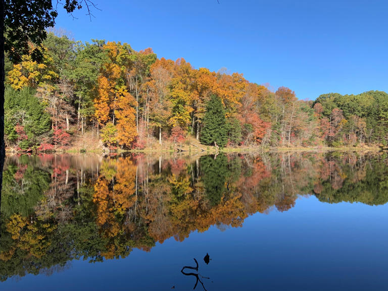 Falling tree kills hiker in Conkles Hollow State Nature Preserve near ...