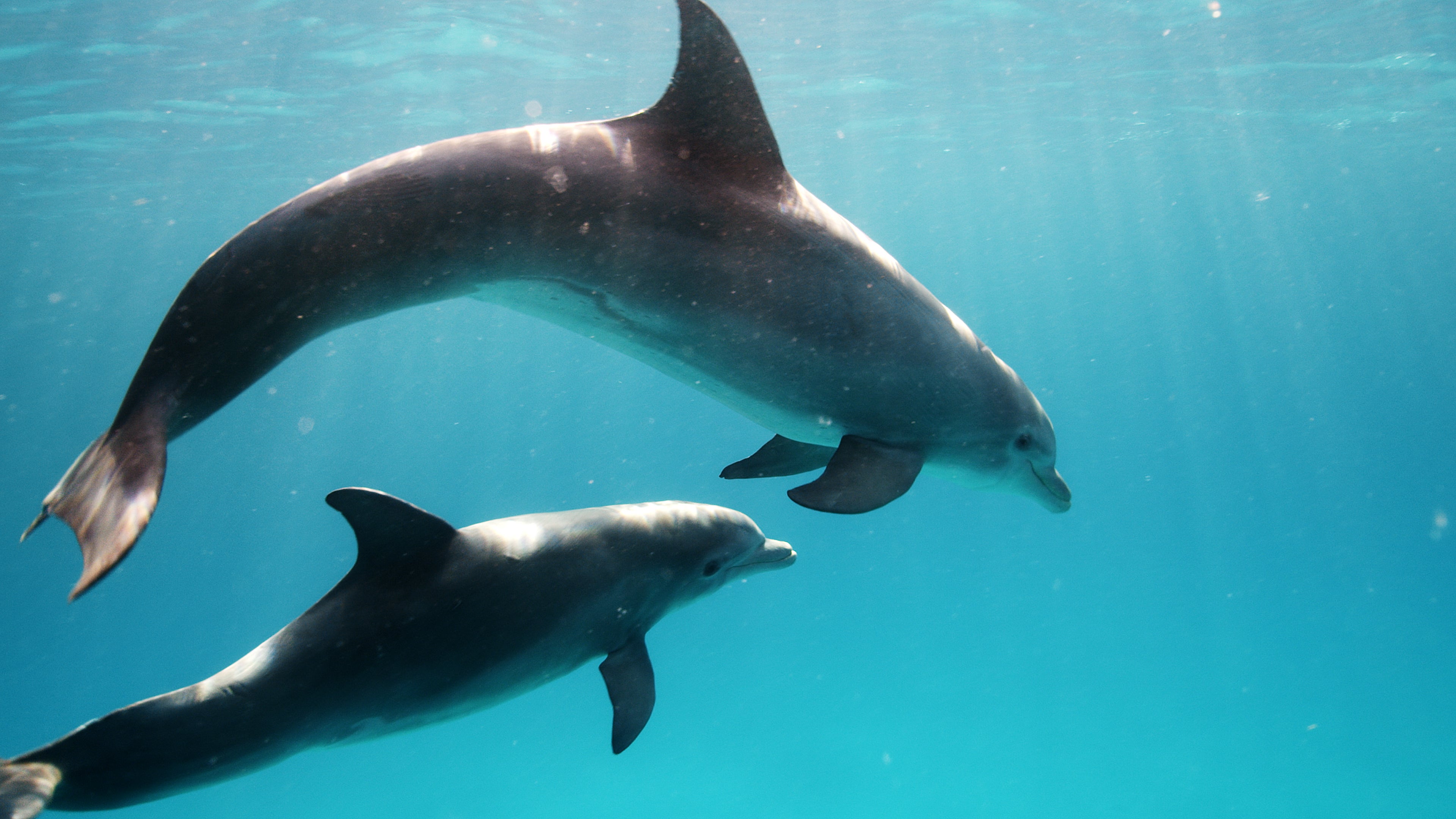 Dolphin Study Highlights Microplastic Threat To Coasts