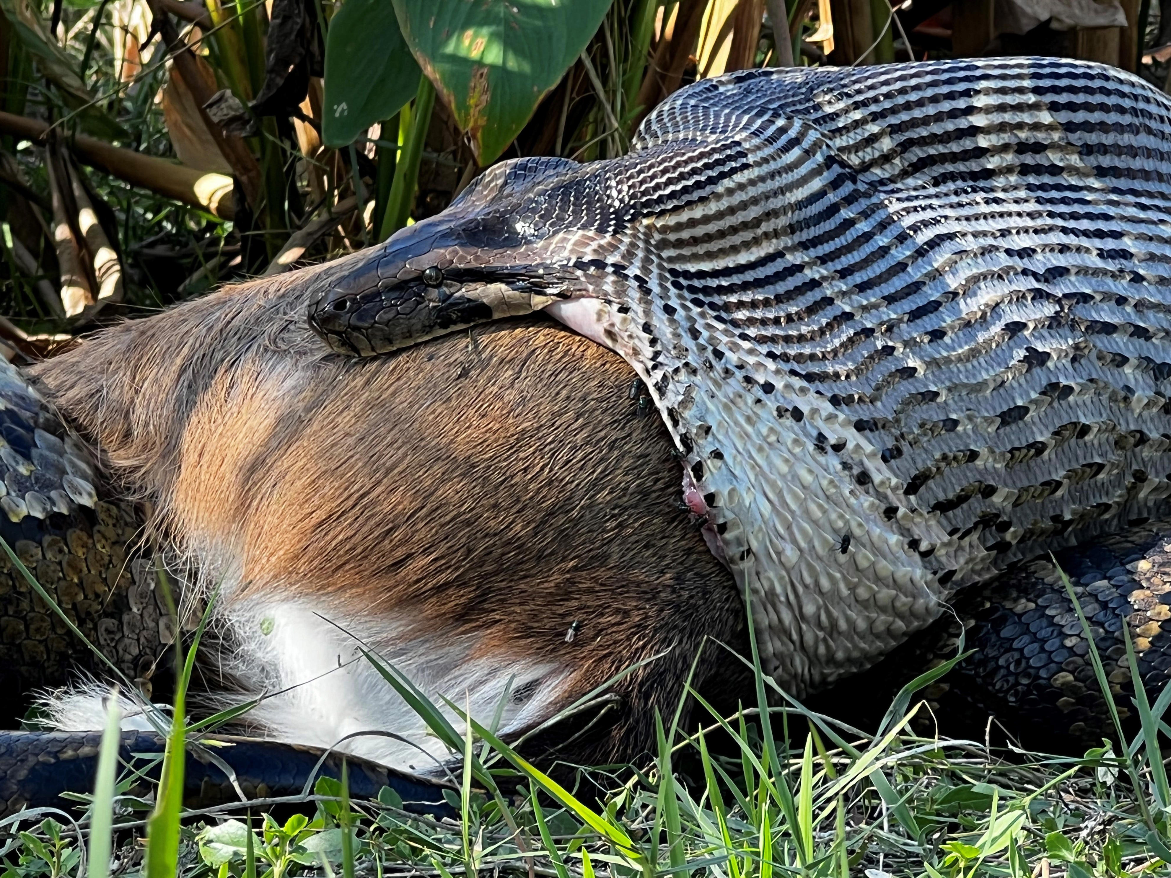 Alligator Alcatraz detention center in Florida: How many pythons are in ...