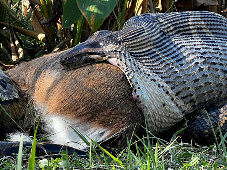 What eats Burmese pythons in Florida, Everglades? Do the invasive ...