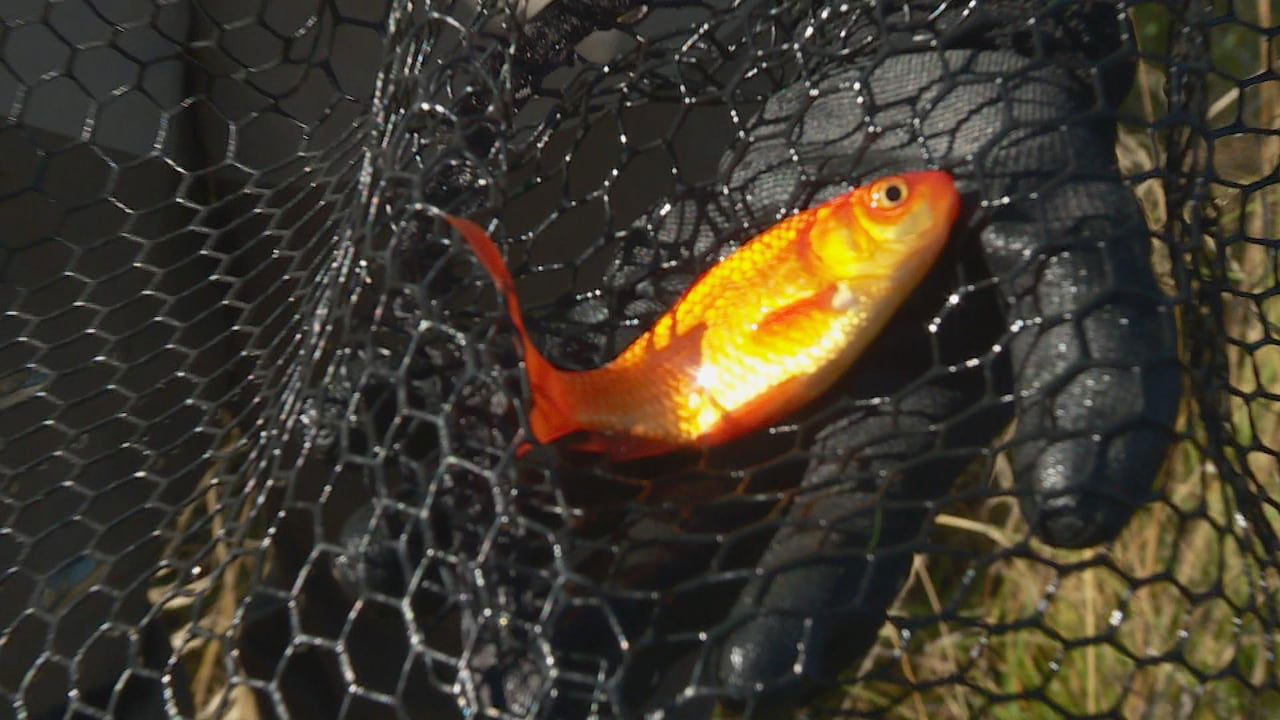 Residents sound off on Epcor's goldfish cull Residents sound off on Epcor's goldfish cull