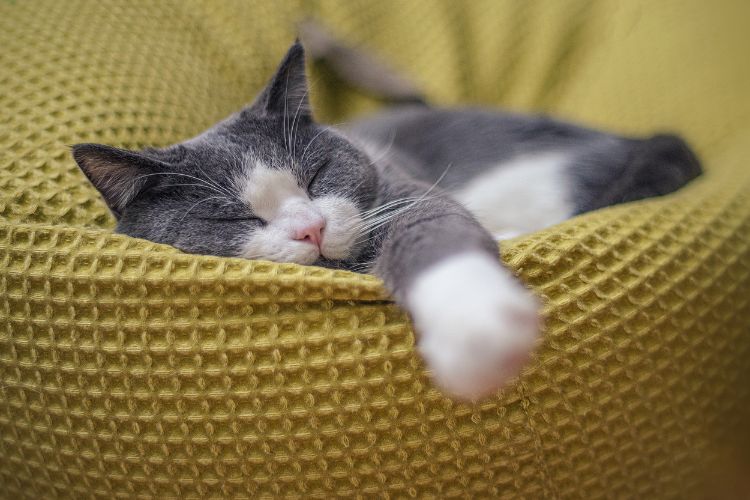 How to Calm an Anxious Cat: 15 Vet-Free Tips That Really Work