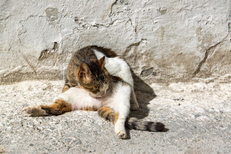 If Your Cat Starts Doing These Things, It’s Time to Worry